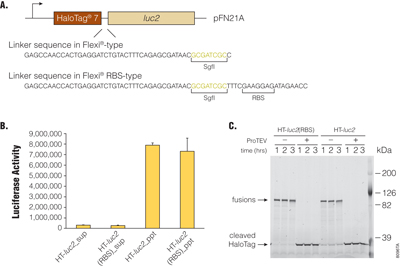 Value-Added Human Flexi ORF Clones with HaloTag Labeling Technology