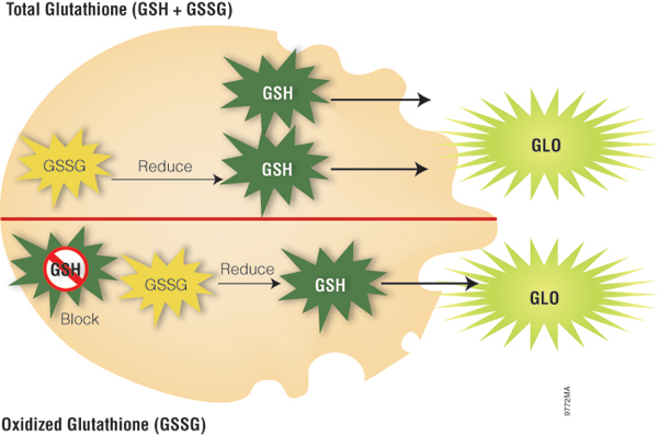 GSH/GSSG-Glo™ Assay