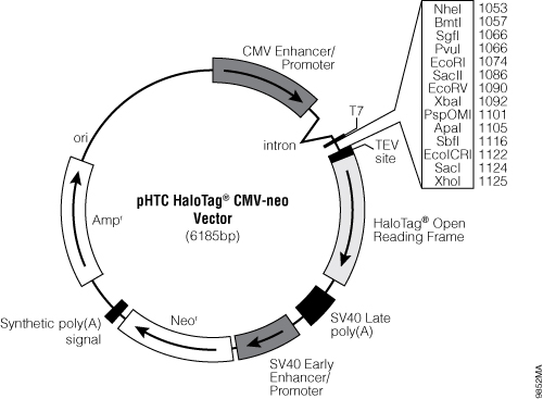 pHTC HaloTag® CMV-neo Vector