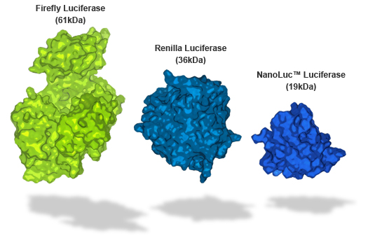 NanoLuc® Genetic Reporter Vectors